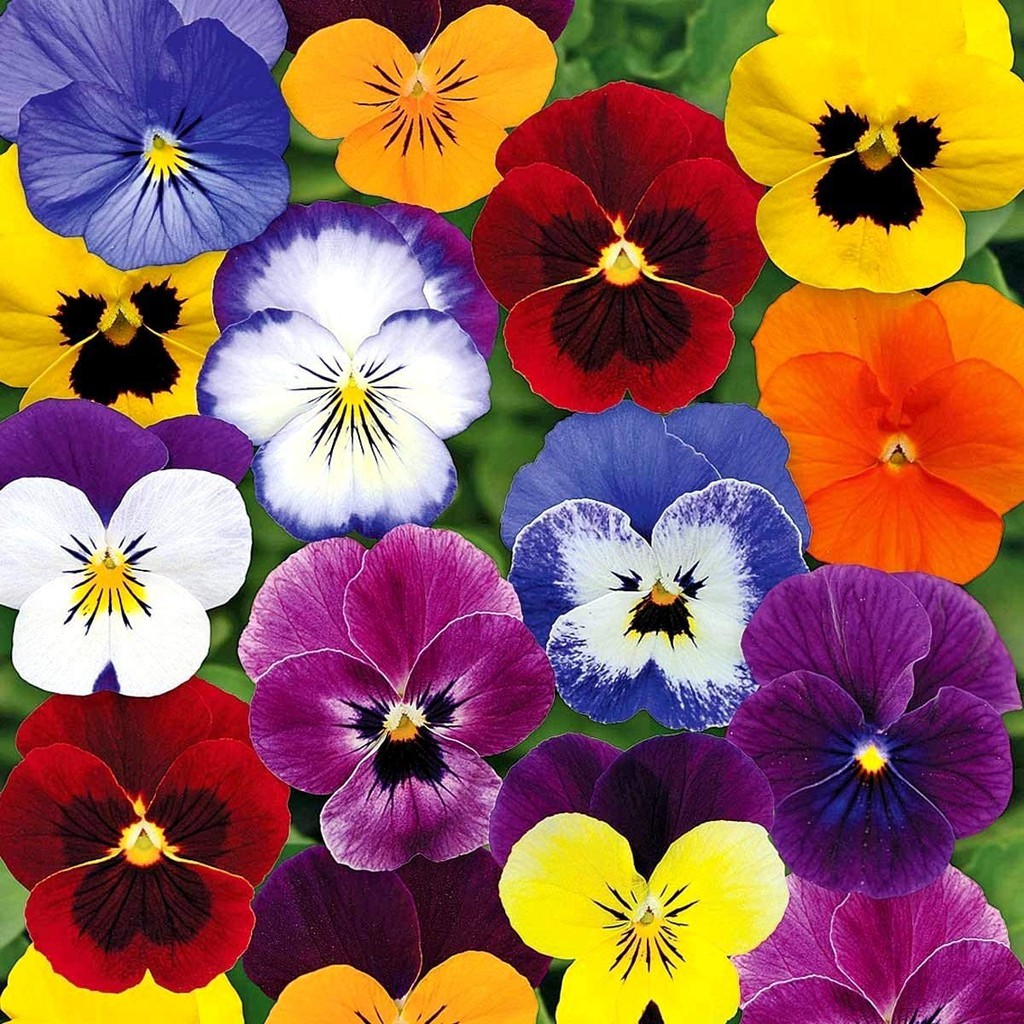 Jual 5 Biji Bunga Viola Tricolors Mix (Bunga Pansy) | Shopee Indonesia
