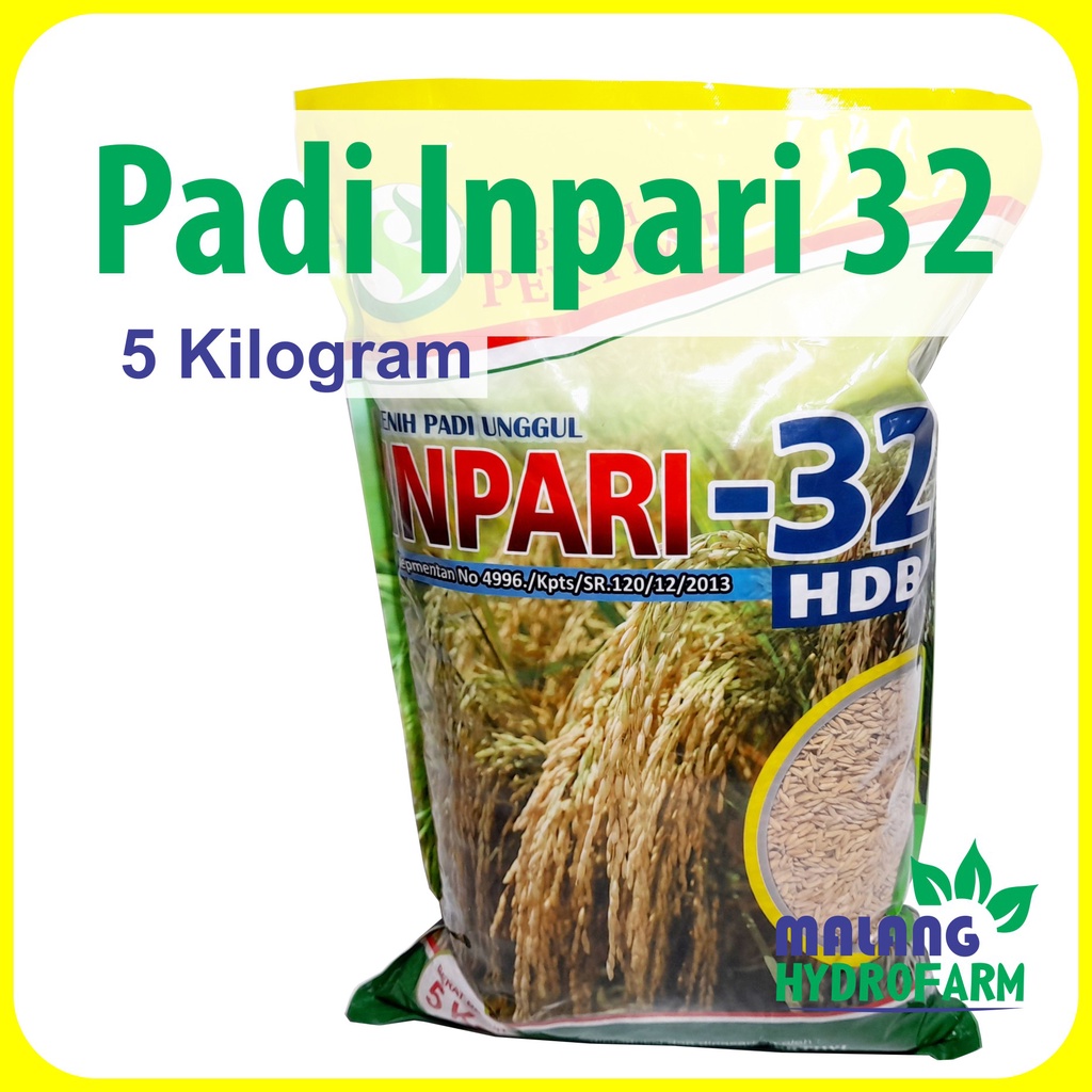 Jual Benih Padi Inpari 32 HDB 5 Kg Pertiwi unggul bibit hidroponik hydroponik raja sawah irigasi ...