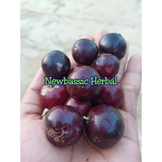 Jual Buah Lobi-Lobi Terlengkap & Harga Terbaru Juni 2024 | Shopee Indonesia