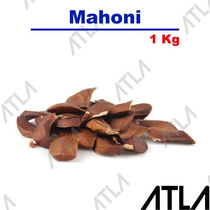 Jual FREE ONGKIR Benih Pohon Mahoni 1 kg Biji Tanaman Obat Bibit Buah ...