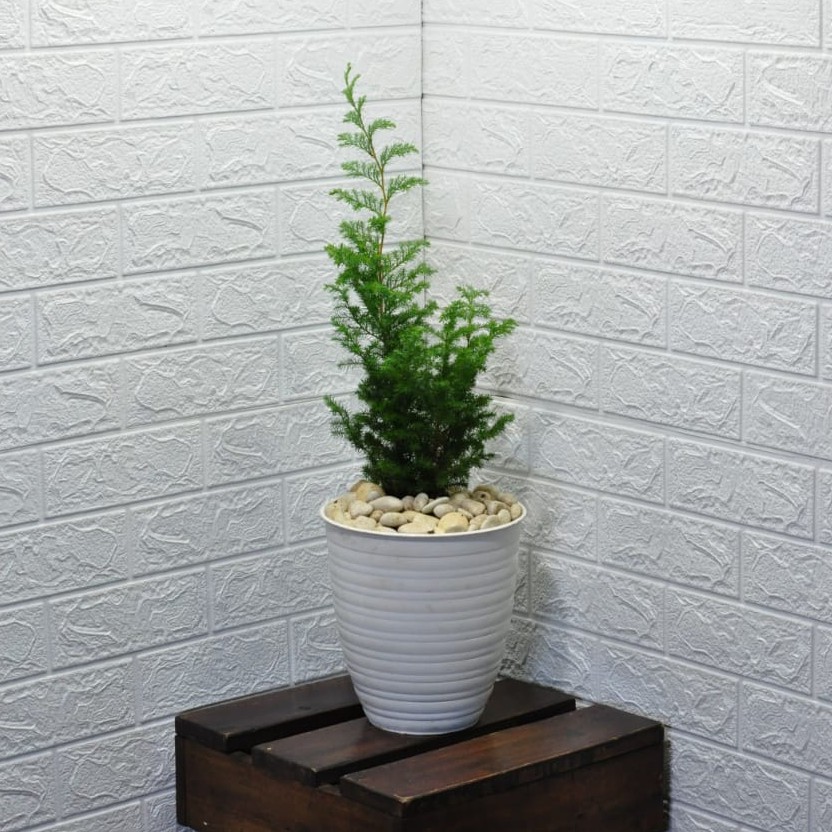 Jual Tanaman Hias Cantik Cemara Pua Pua | Shopee Indonesia