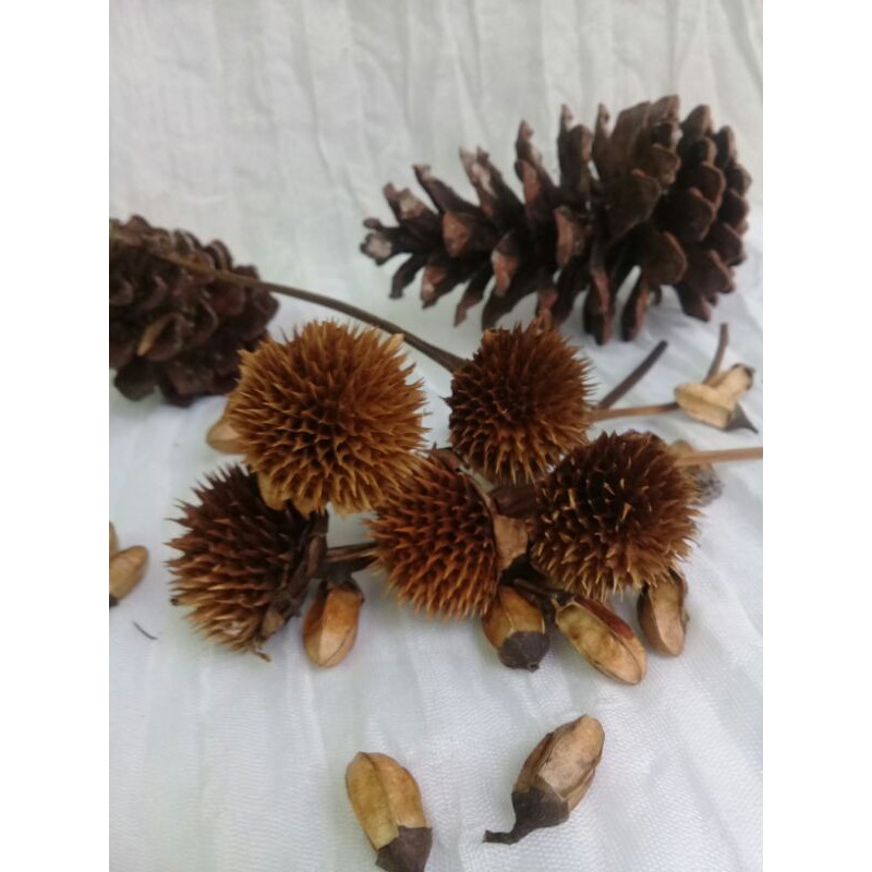 Jual bunga kering / bunga jarong | Shopee Indonesia