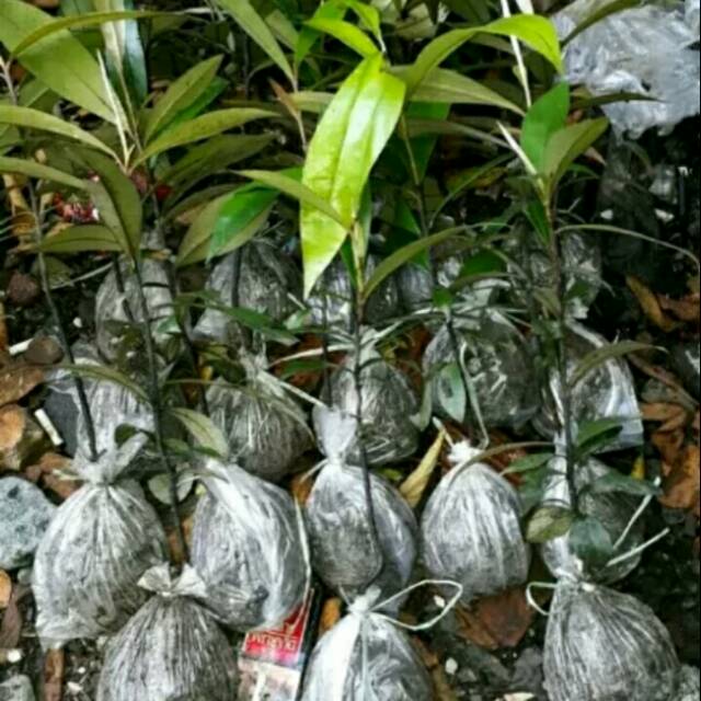 Jual Bibit pohon kayu eboni | Shopee Indonesia
