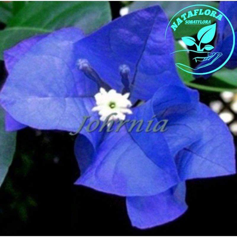 Jual TERLARIS 9.9!!TANAMAN HIAS BUGENVIL BUNGA KERTAS//BIRU MERCY ...