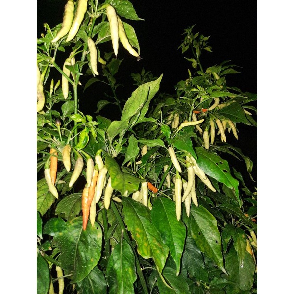 Jual Cabe rawet putih super sypoon | Shopee Indonesia