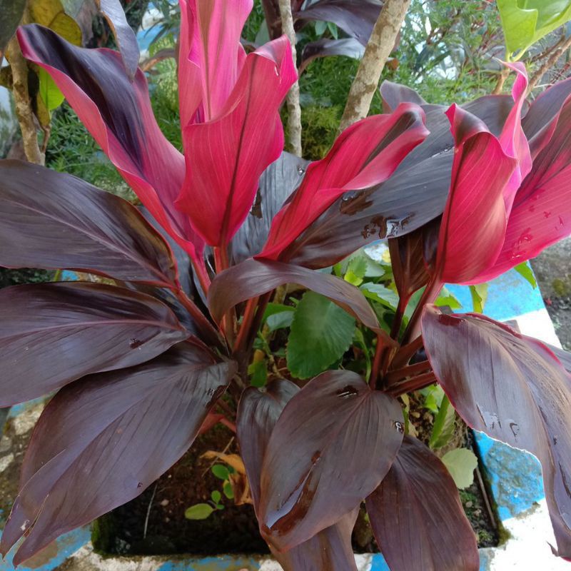 Jual Tanaman Hias Hanjuang Bangkok Merah | Shopee Indonesia