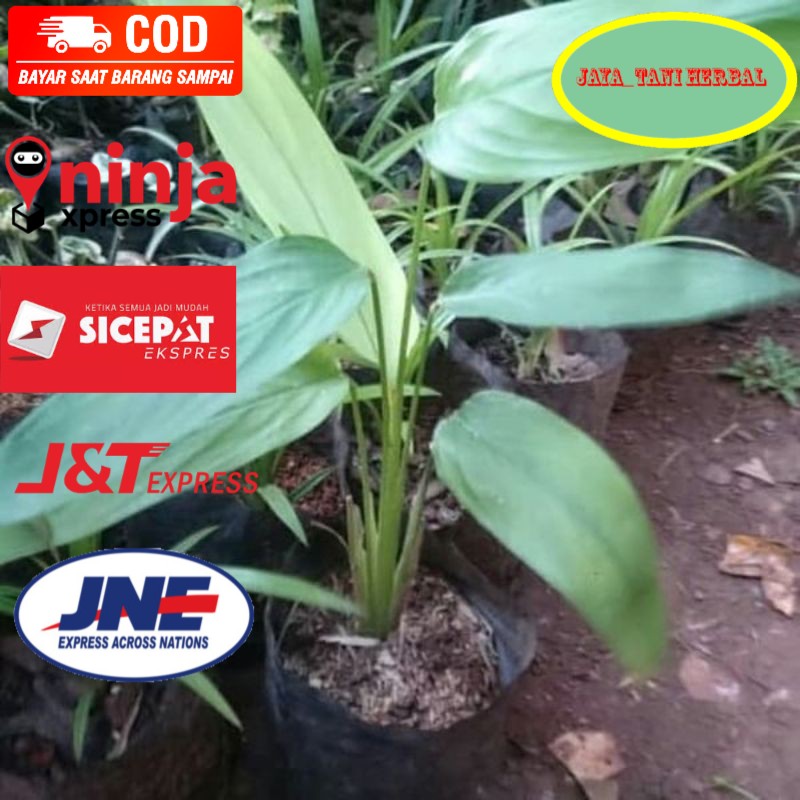 Jual Jaya_tani herbal BIBIT ATAU BENIH UMBI GARUT ATAU TARIGU MURAH ...
