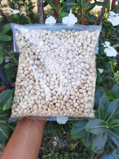 Jual Biji Kernel Kelor Kupas 500gr setengah KG | Shopee Indonesia