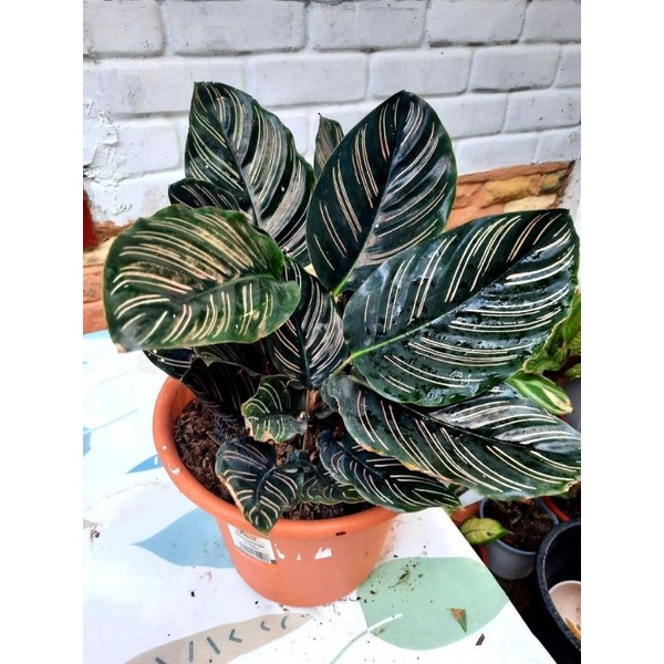 Jual Calathea beauty star cantik sehat dan murah/Tanaman hias calathea ... Jual Calathea beauty star cantik sehat dan murah/Tanaman hias calathea ...