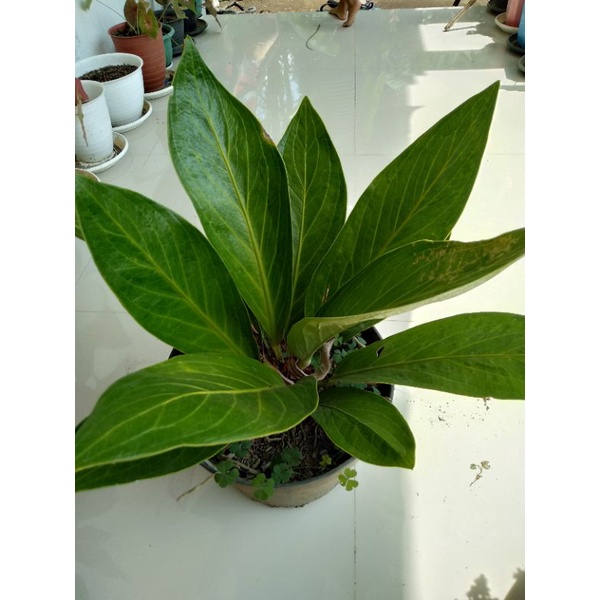 Jual anturium jemani / jemani coptik (dewasa) | Shopee Indonesia