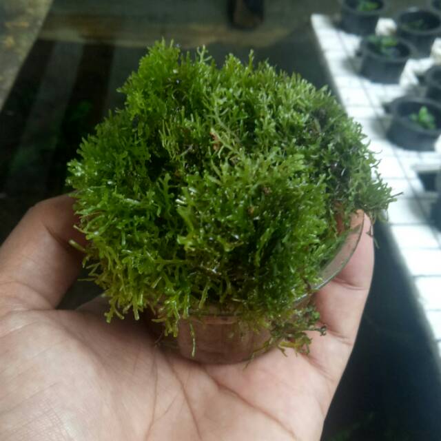 Jual Ricardia porsi cup puding karpet/ pohon /pot /bunga / bonsai ...