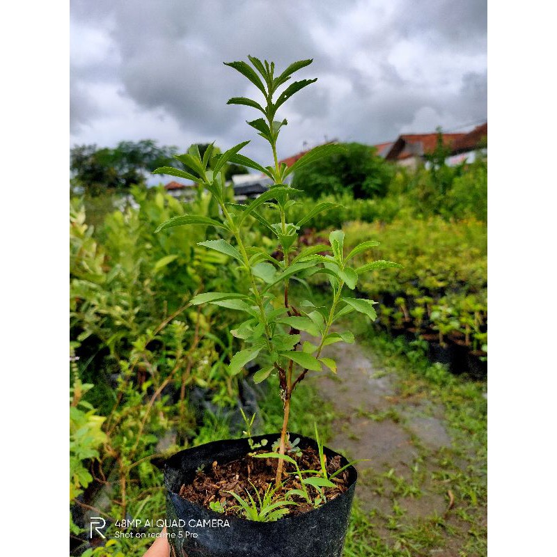Jual Bibit tanaman stevia/daun pengganti gula/daun manis (obat herbal ...