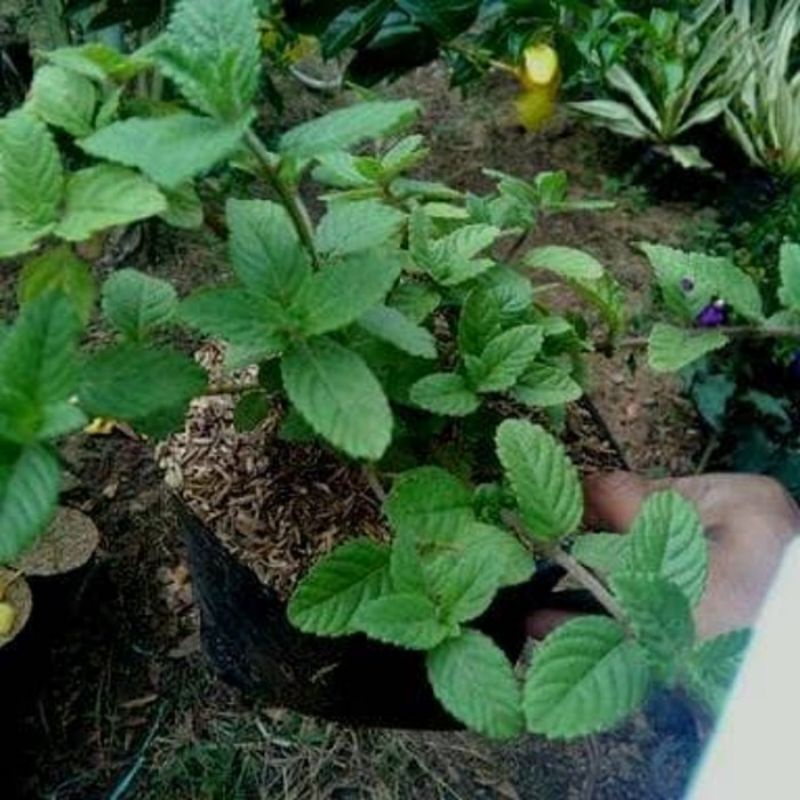 Jual Bibit Batang Janggelan / cincau hitam 5 Batang | Shopee Indonesia
