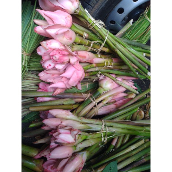 Jual Bunga Kecombrang/bongkot segar Bali 500 gram | Shopee Indonesia