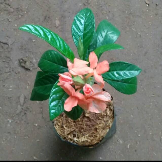Jual Bibit tanaman hias rosandra crossandra crosandra krosandra bunga ...