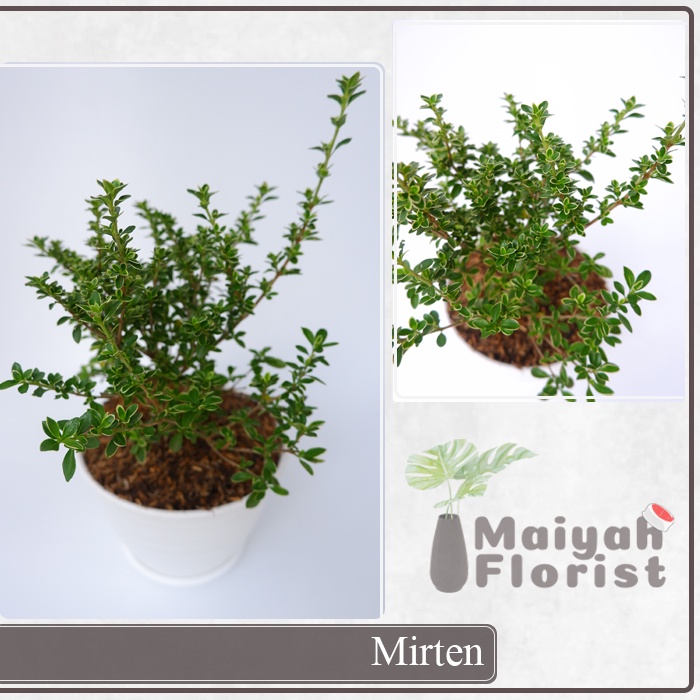 Jual Bahan Bonsai Mirten - Myrtus communis - Tanaman Hias | Shopee ...