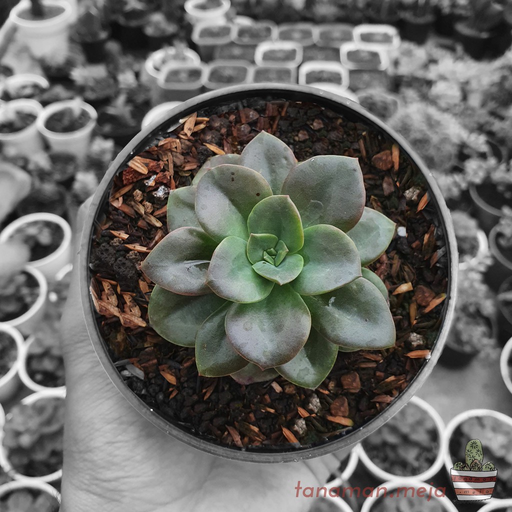 Jual Tanaman Hias Hidup - Kaktus dan Sukulen (Echeveria Melaco ...