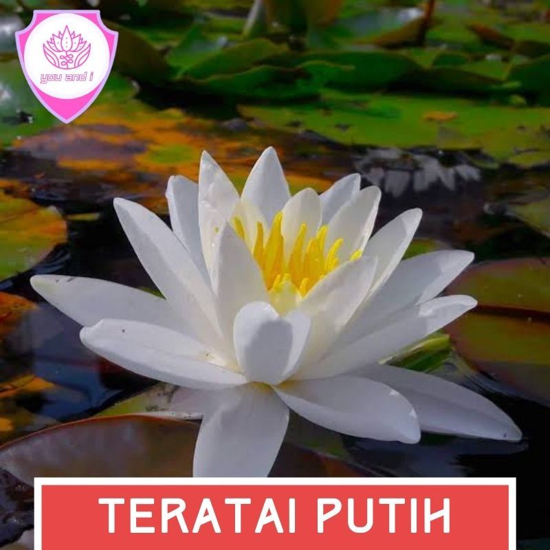Jual Benih TERATAI PUTIH - Biji Bibit Bunga Lotus | Shopee Indonesia