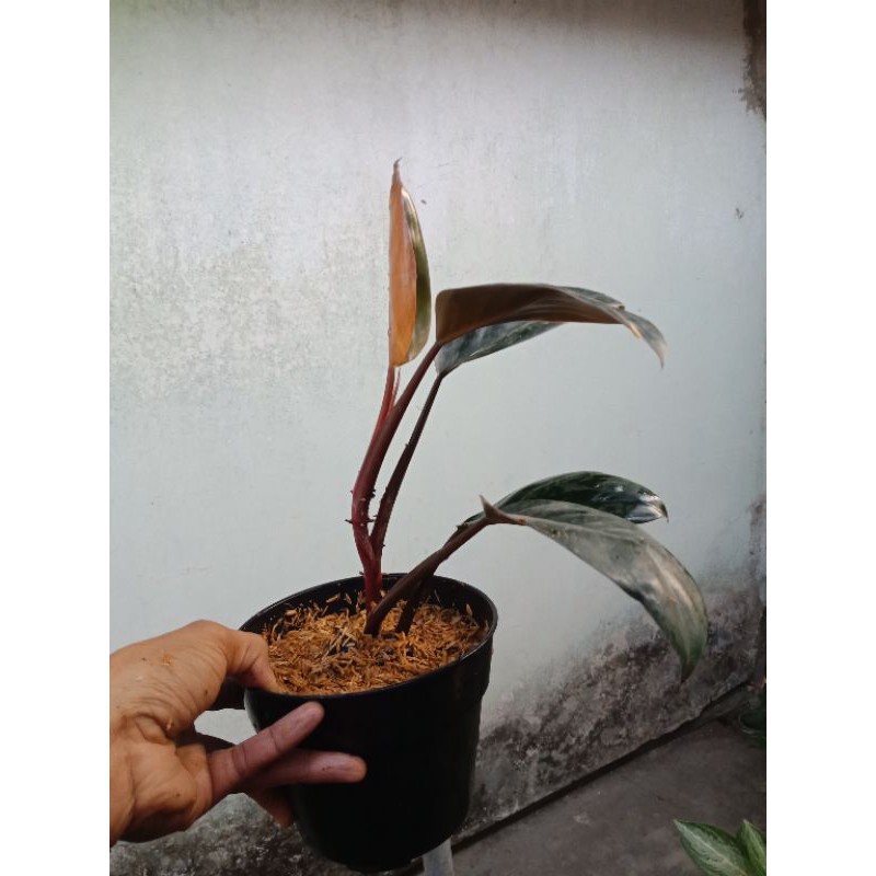 Jual cango | Shopee Indonesia