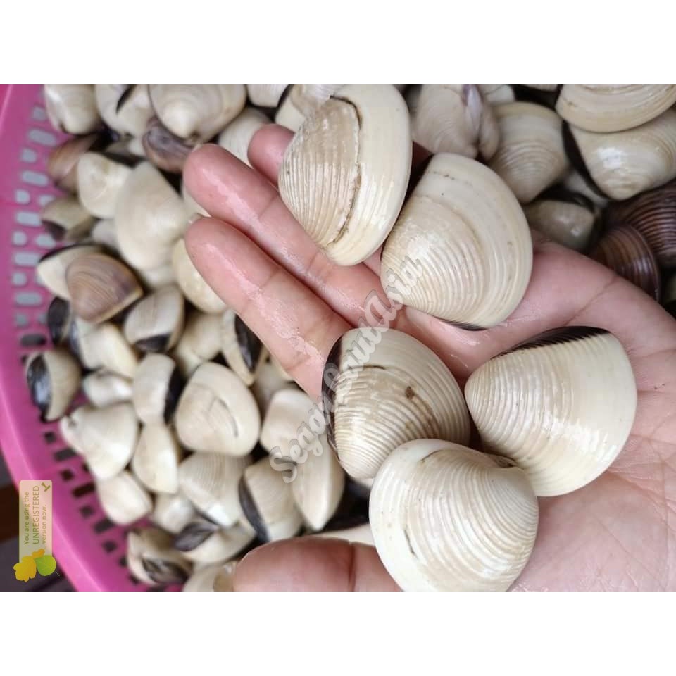 Jual Kerang Tahu Fresh/Kerang Kepa Segar 1Kg Seafood Hasil Laut Segar ...