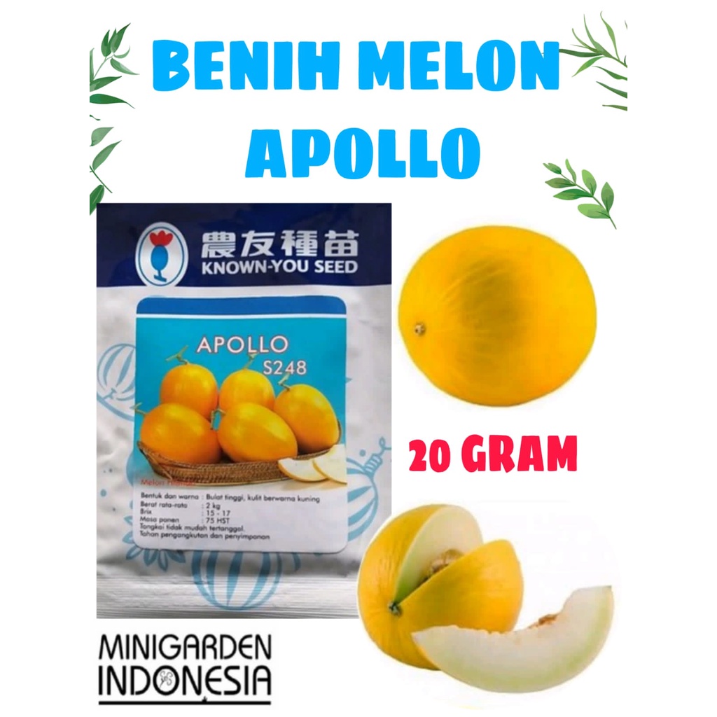 Jual MELON APOLLO 20 GRAM benih bibit biji melon golden melon emas ...