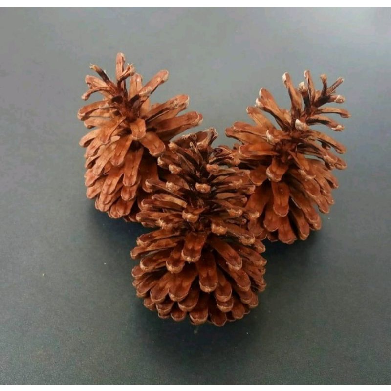 Jual bunga pinus/ biji pohon pinus/pinus/properti foto/buah pinus ...