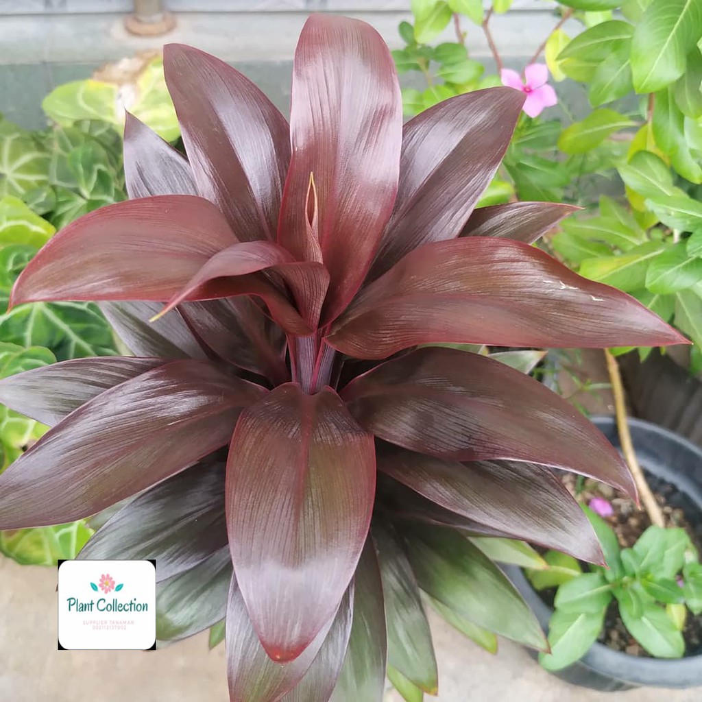 Jual TANAMAN HIAS CORDYLINE COMPACTA PURPLE | Shopee Indonesia
