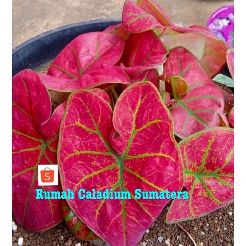 Jual Caladium Orange spider , caladium greenspider Tanaman keladi ...