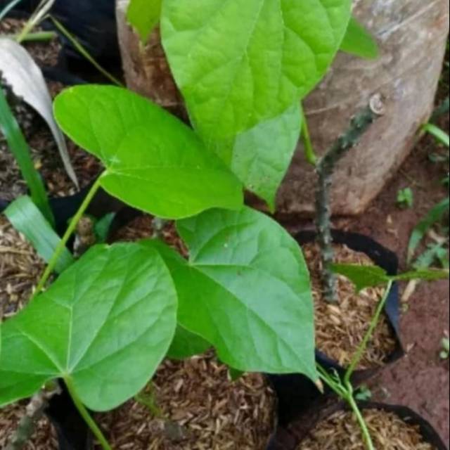 Jual Pohon Antawali / Brotowali - Tanaman Herbal Bibit Pohon Antawali ...
