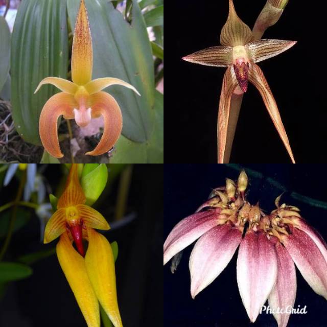 Jual anggrek bulbophyllum lobii lepidum amplebracteosum veldkampii ...
