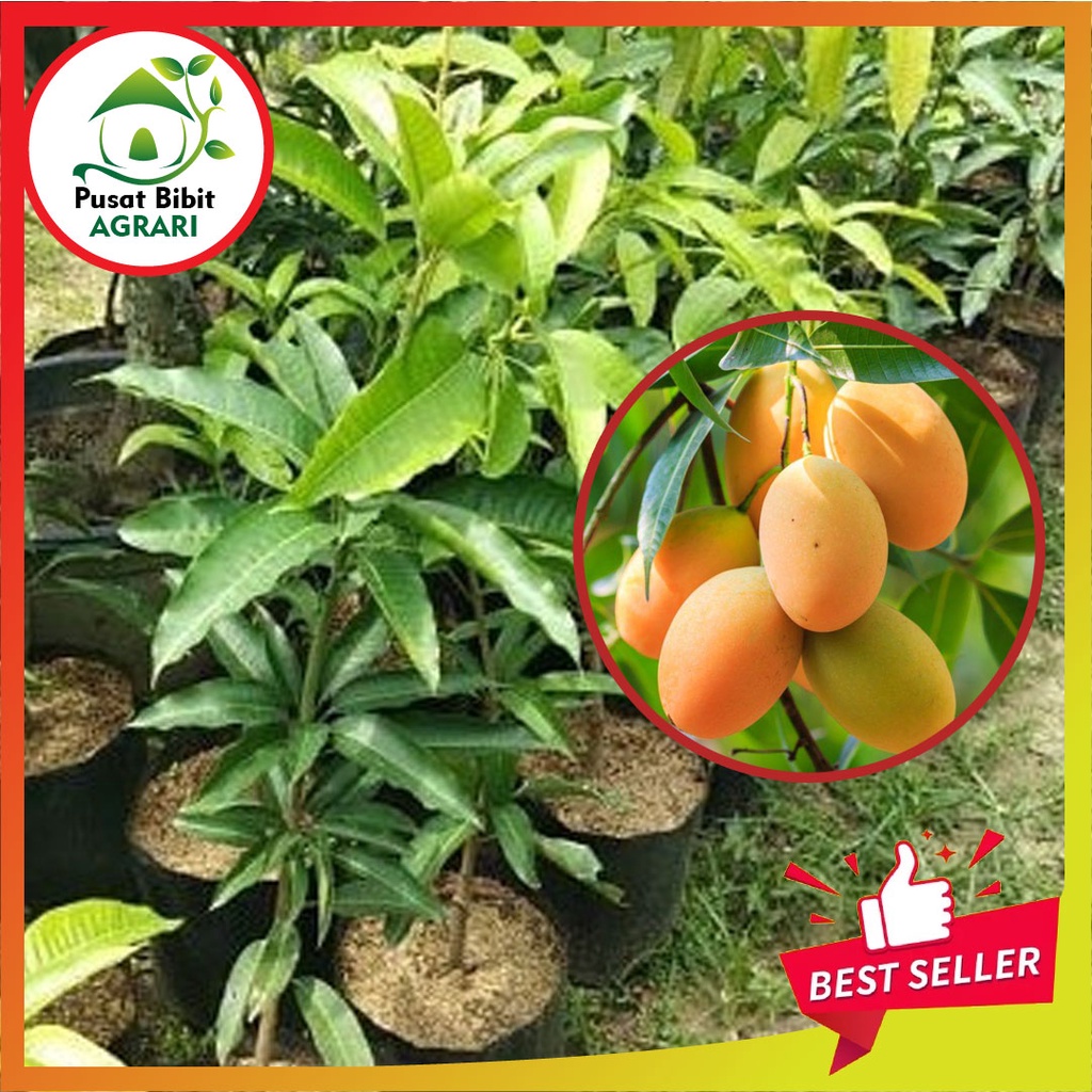 Jual Bibit Mangga Madu Asli Tanaman Buah Hasil Okulasi Super Unggul ... Jual Bibit Mangga Madu Asli Tanaman Buah Hasil Okulasi Super Unggul ...