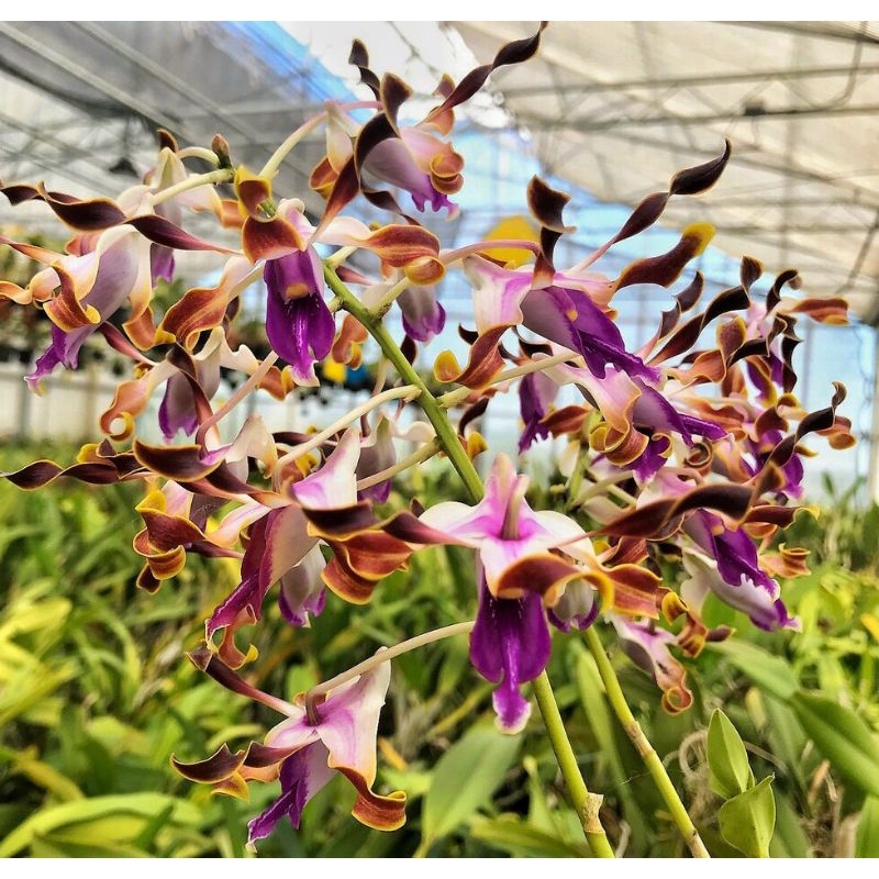 Jual Anggrek Dendrobium Lasianthera "sepik blue" (remaja) | Shopee ...