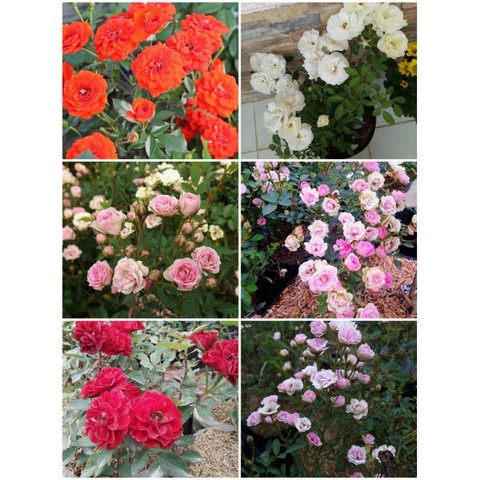 Jual Mawar Baby Rose Tanaman Hias Baby Rose Mungil Tanaman Rimbun Bunga ...