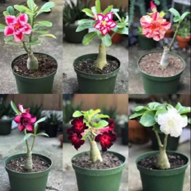 Jual Paket 6 jenis tanaman kamboja jepang adenium | Shopee Indonesia