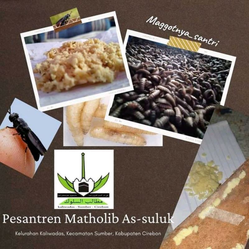 Jual telor maggot BSF - tanyakan stok terlebih dahulu sebelum memesan ... Jual telor maggot BSF - tanyakan stok terlebih dahulu sebelum memesan ...