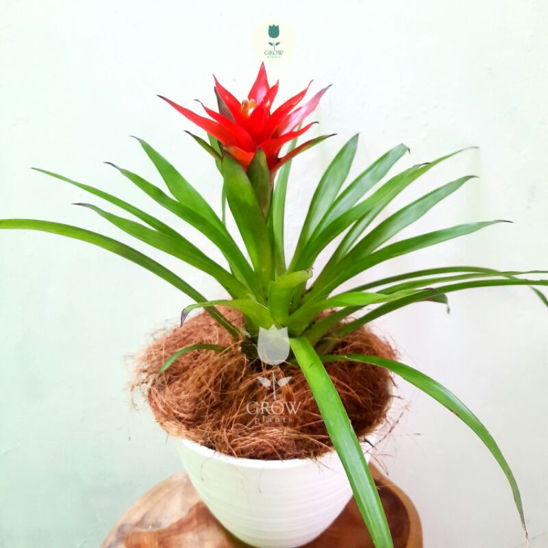Jual tanaman hias bromelia bunga merah ( guzmania ostara ) | Shopee ...