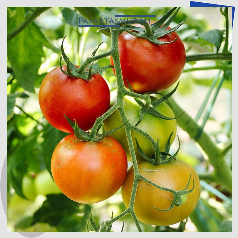 Jual Bibit Tomat Benih Sayuran Tomat Biji Pohon Tanaman Unggul | Shopee ...