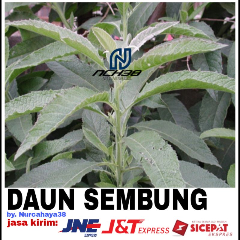 Jual DAUN SEMBUNG SEGAR 15-40CM | Shopee Indonesia