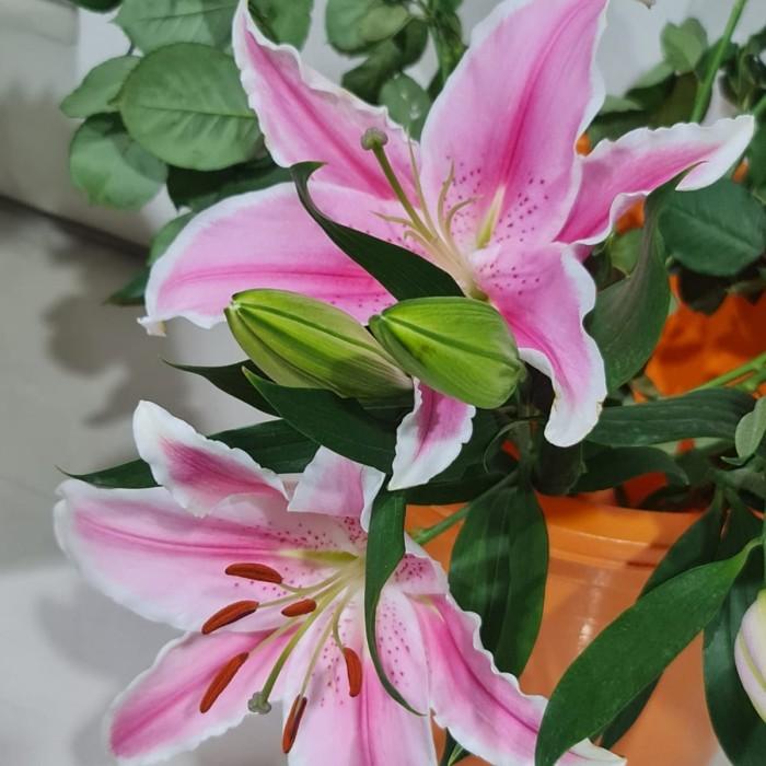 Jual Bunga Lily Casablanca (Pertangkai) | Shopee Indonesia