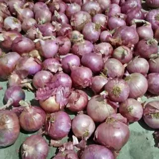 Jual Bawang Merah India Terlengkap & Harga Terbaru Juli 2024 | Shopee ...