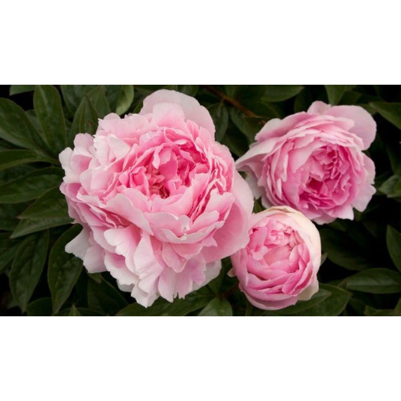 Jual Benih/bibit/Seeds Bunga Peony/Mudan/Ebisugusuri Mix Paeonia ...