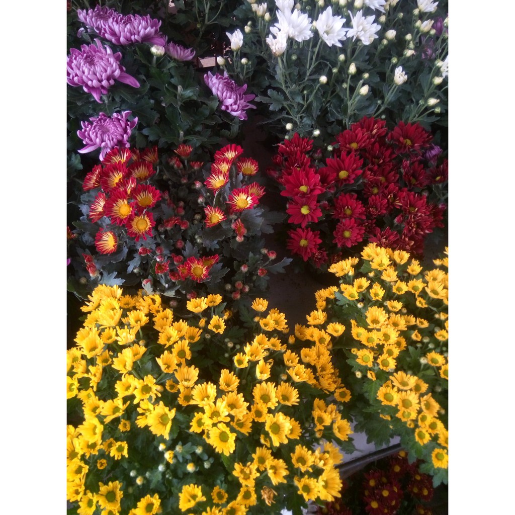 Jual Bibit Bunga Krisan (chrysanthemum) MURAH Isi 10 Pohon | Shopee ...