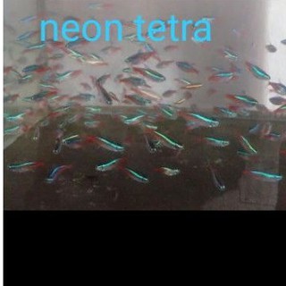 Jual Ikan Neon Terlengkap & Harga Terbaru Maret 2024 | Shopee Indonesia