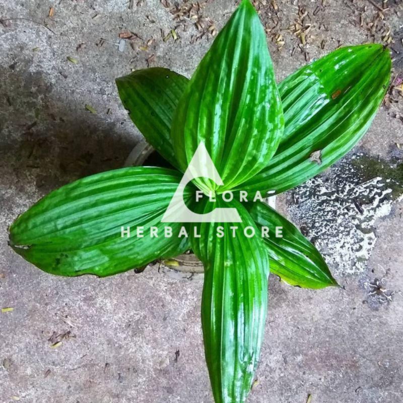 Jual Marasi I bibit tanaman pohon marasi I tanaman dengan buah manis ...
