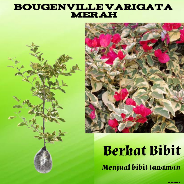 Jual Tanaman Bougenvile Merah Variegata | Shopee Indonesia