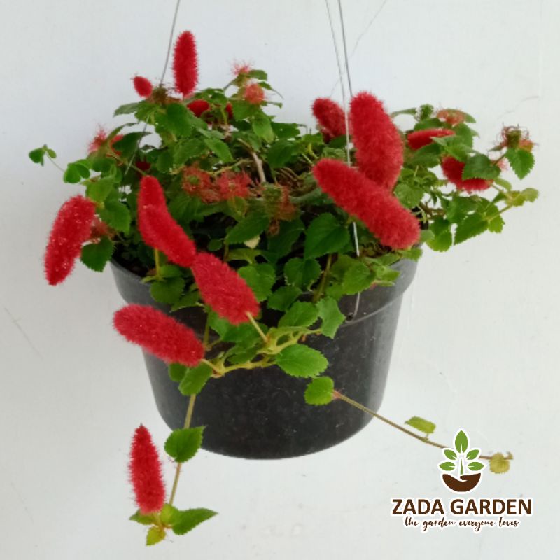 Jual Tanaman hias bunga gantung Creeping Charlie Jennie Ekor Kucing ...