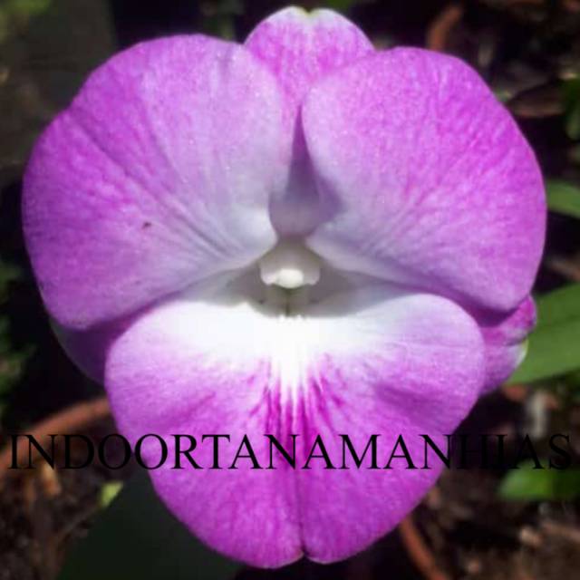 Jual PROMO BIBIT Anggrek Dendrobium New Busaba Pink (Plant Mini ...