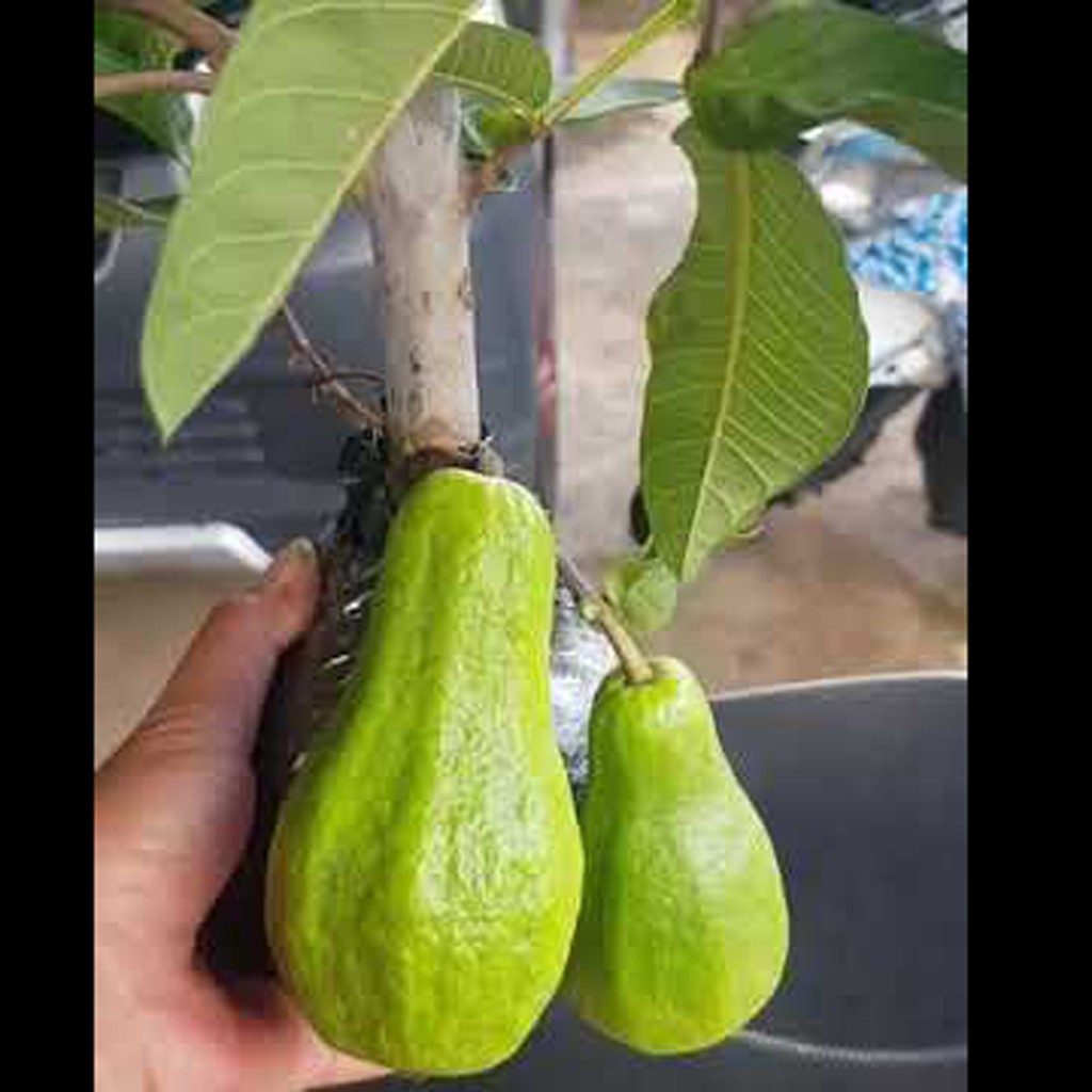 Jual Bibit Benih Biji Buah Jambu Biji Alpukat Unik - Bibit Tanaman ...