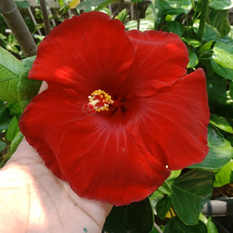 Jual bibit tanaman hias kembang bunga sepatu hibiscus merah jumbo ...