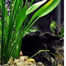Jual Amazon Sword ( Echinodorus Amazonicus ) Tanaman Aquascape Mudah ...